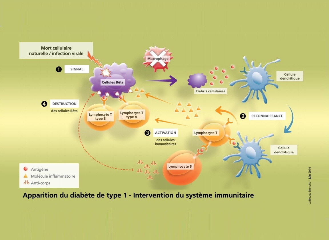 système immunitaire cours ifsi