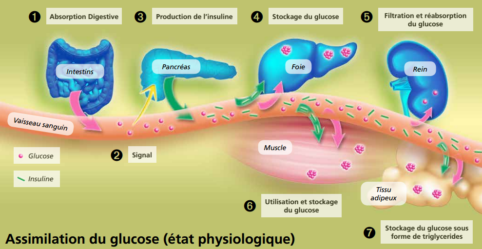 Les stratégies médicamenteuses : diabète de type 2